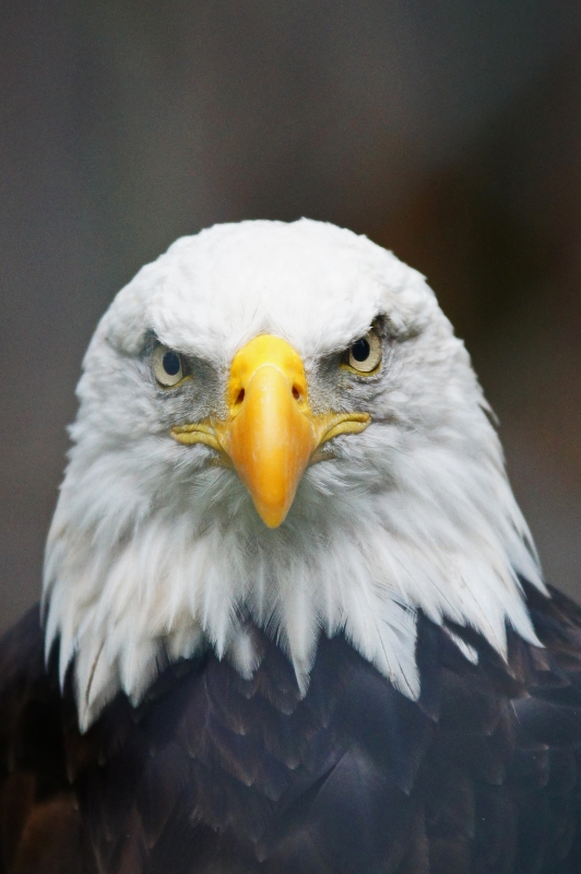 Captivity - Patrick Marcoux on Fstoppers