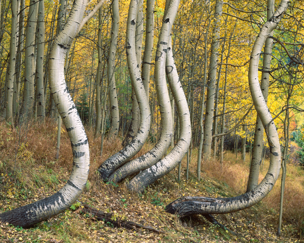 Curved Aspen - Marty Quinn on Fstoppers