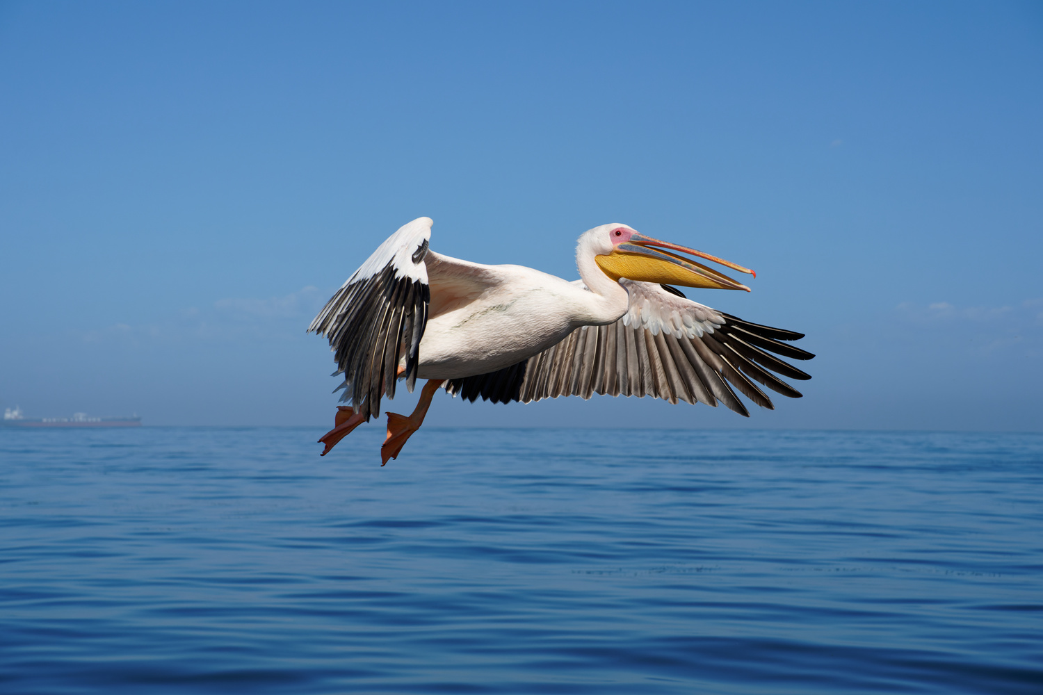 Pelican in flight - Colin Watts on Fstoppers