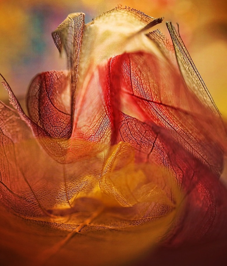 Face - Sandra McCabe on Fstoppers