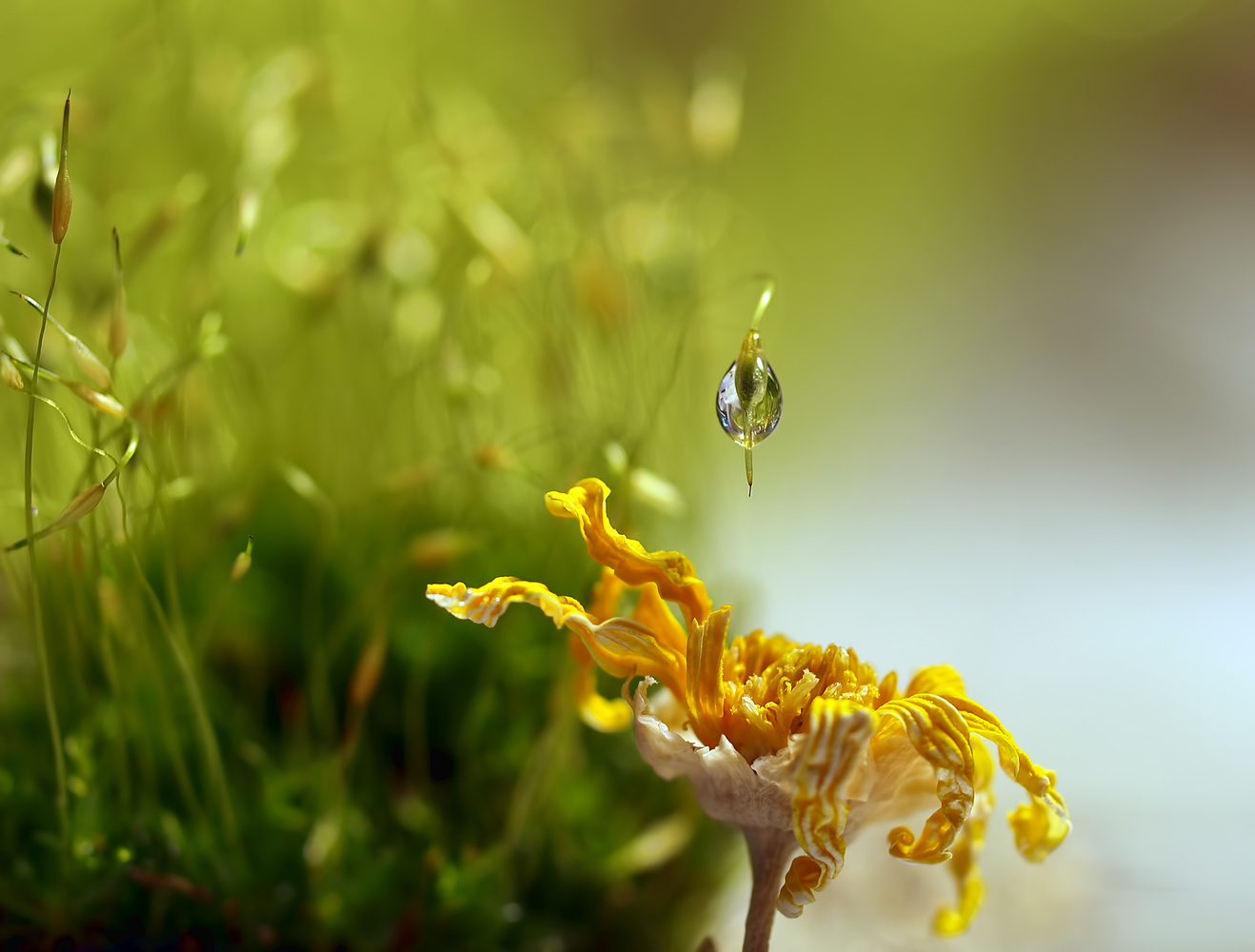 Too little too late - Sandra McCabe on Fstoppers