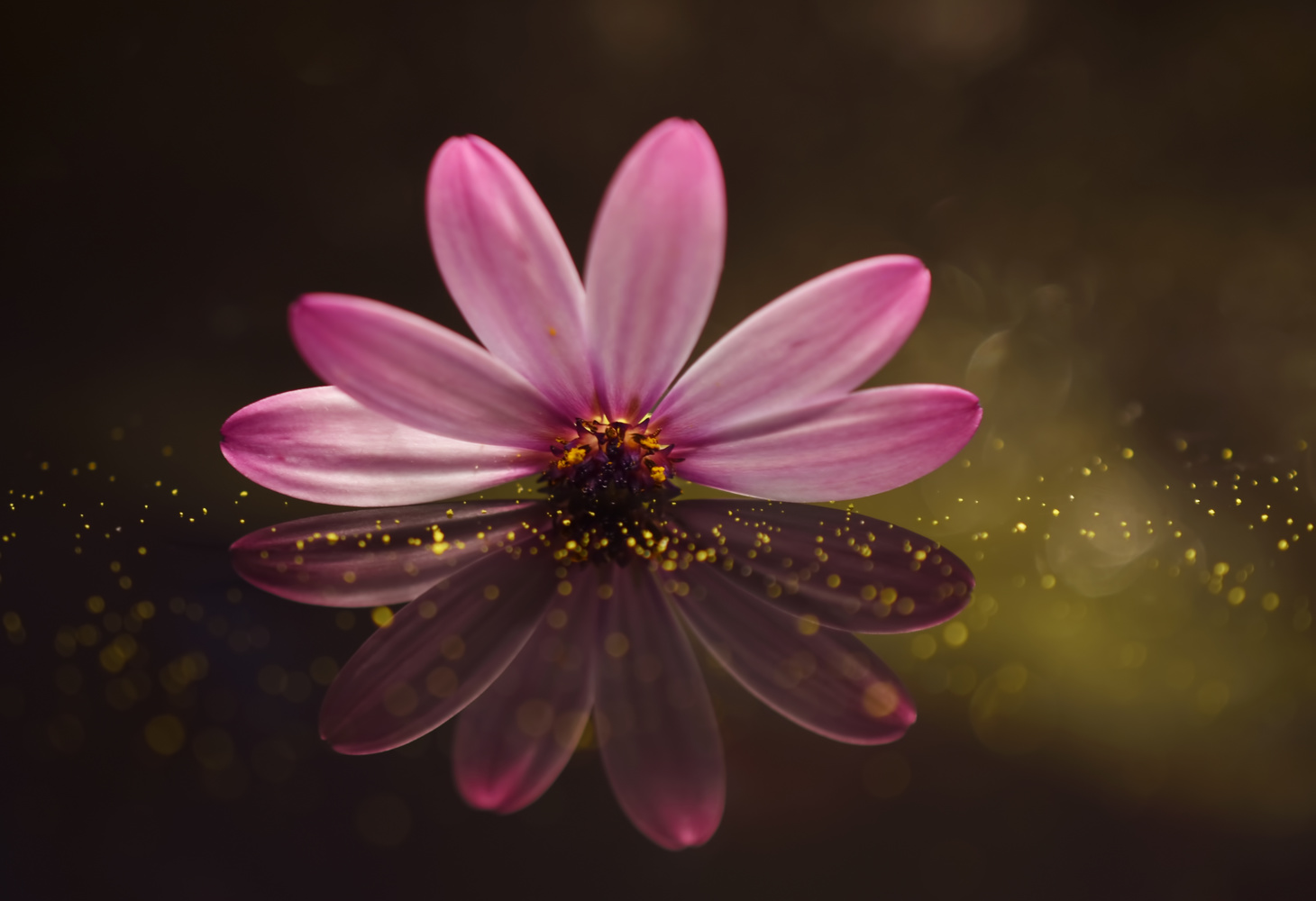 Daisy chain - Sandra McCabe on Fstoppers