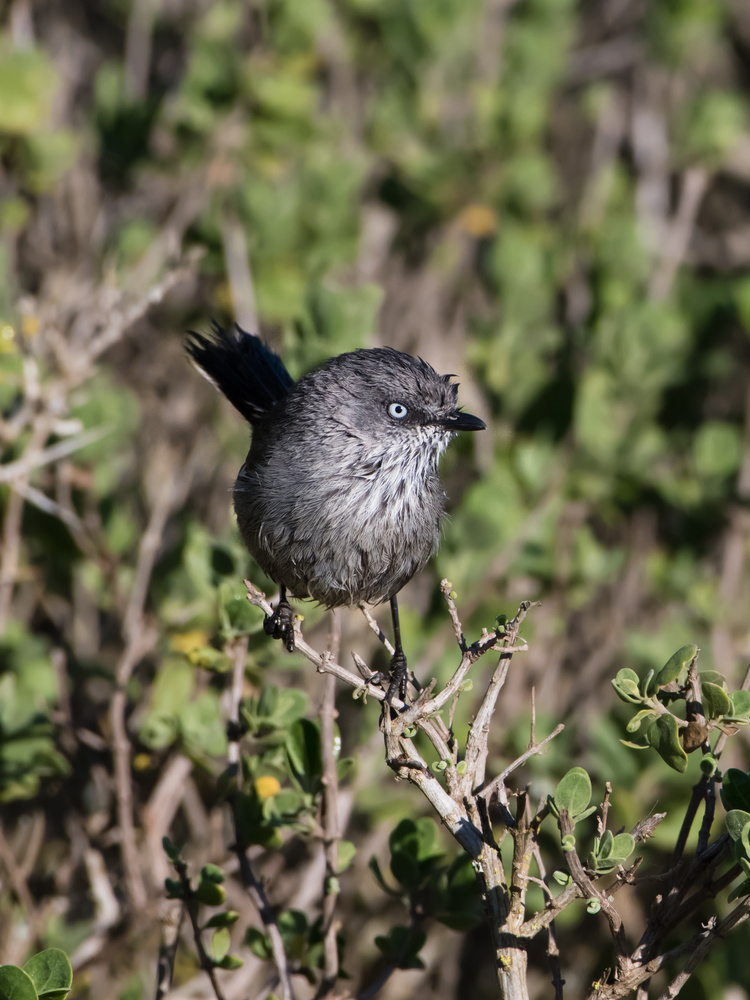 chestnut-vented warbler, chestnut-vented tit-babbler or rufous-vented ...