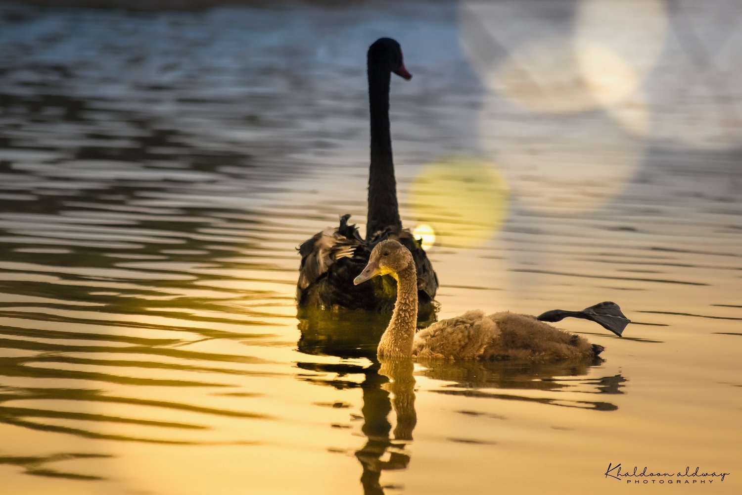 Contest Entry by Khaldoon Aldway | Fstoppers