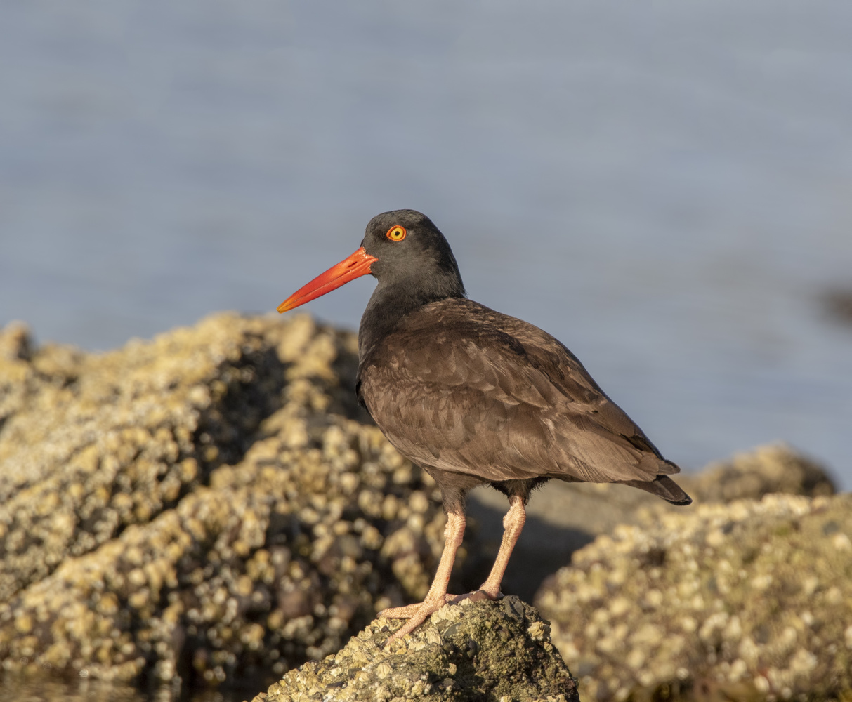Black Oystercatcher by Nickolas Thurston | Fstoppers