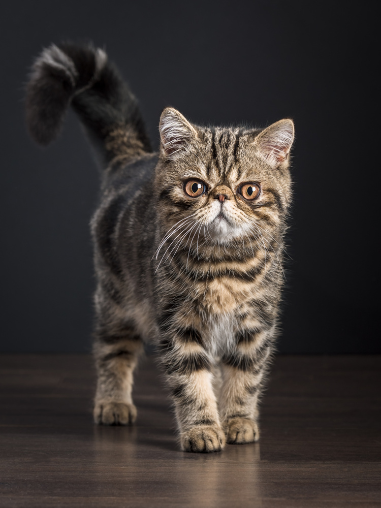 Pooky the Exotic Short Hair - Richard Prestidge on Fstoppers