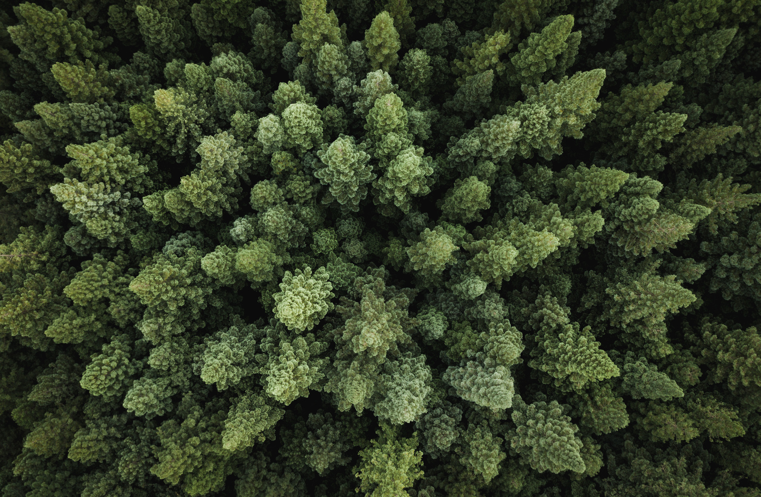 A pit of Redwoods - Haydn Dare on Fstoppers