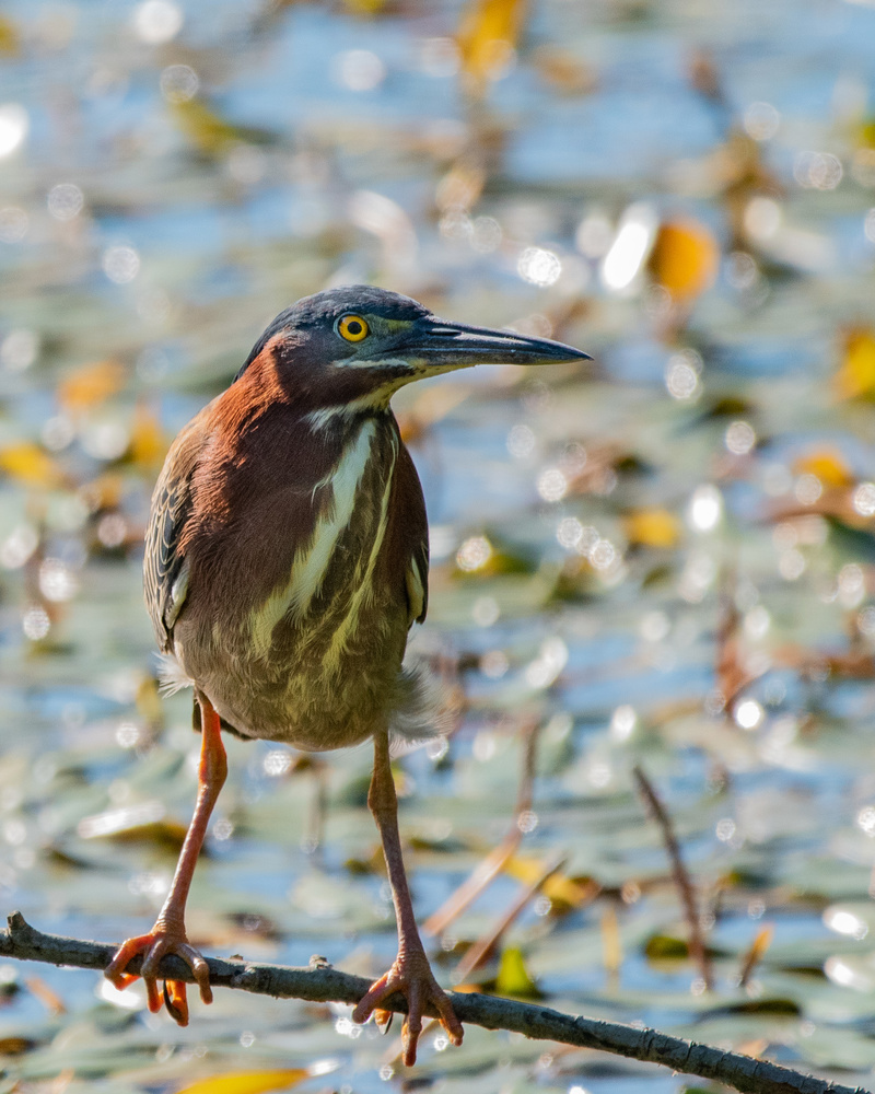 Green Heron | Fstoppers
