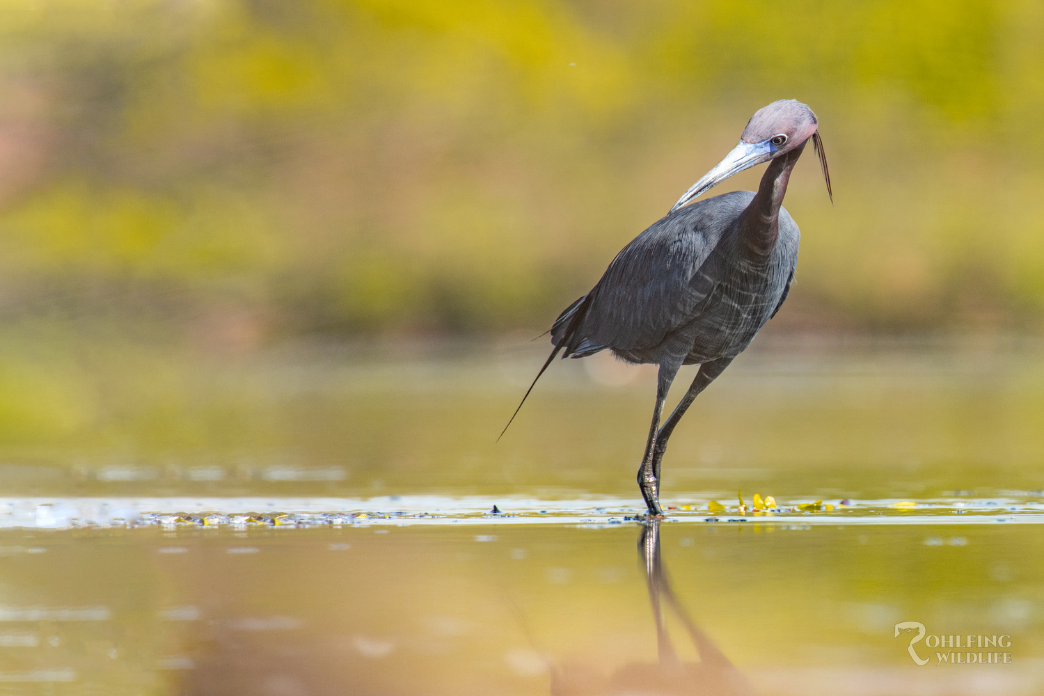 Little Blue Heron by Kyle Rohlfing | Fstoppers
