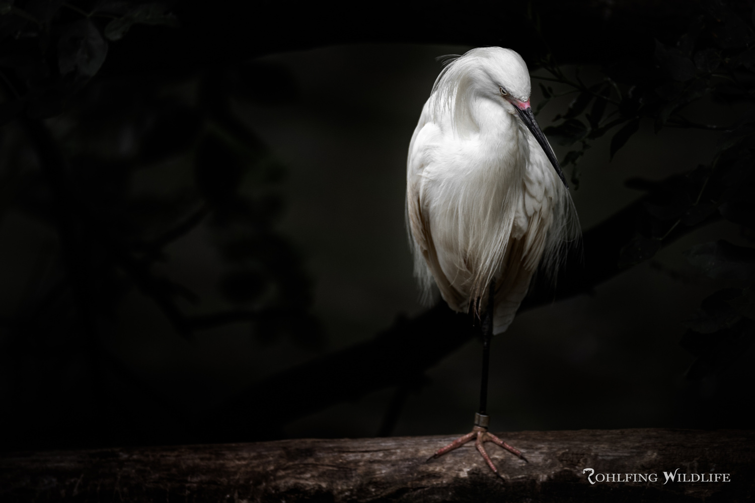 Creative Zoo Photography - Snowy Egret - Kyle Rohlfing on Fstoppers