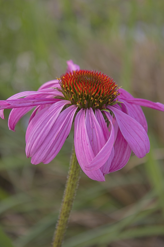 The Purple Flower Power - Thomas Vasas on Fstoppers