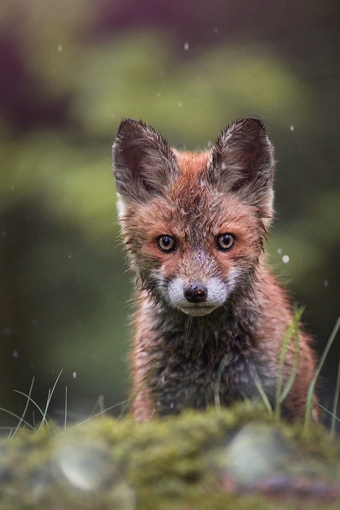 Very young fox cub - Henrik Ryhle on Fstoppers