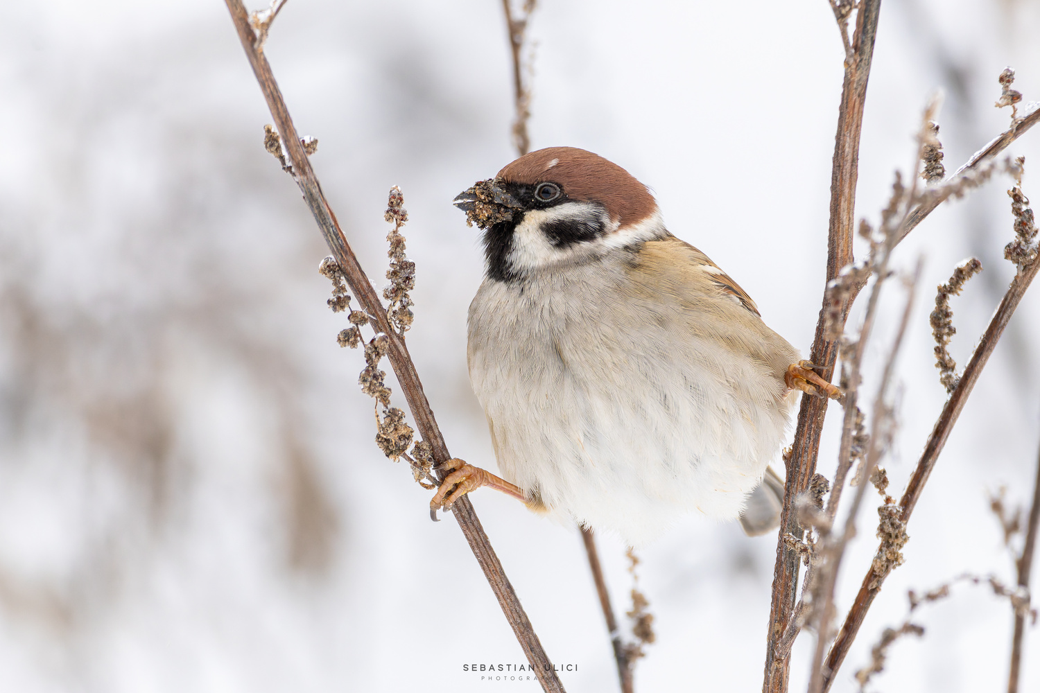Eurasian tree sparrow - Sebastian Ulici on Fstoppers