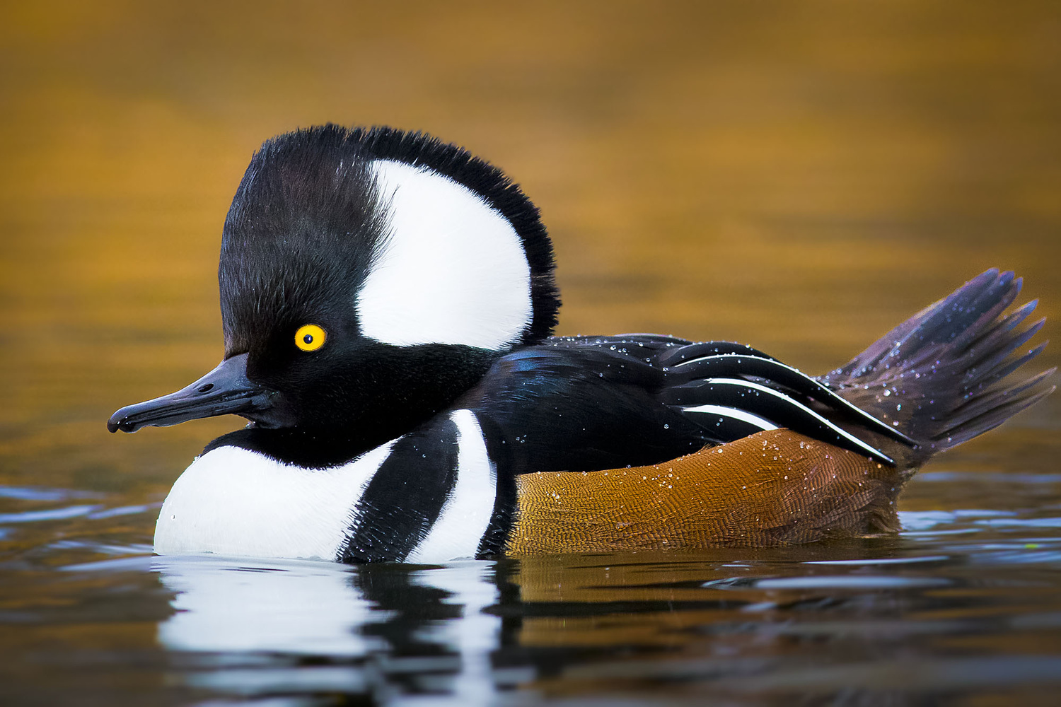 Hooded Merganser - Charles Mcdonald on Fstoppers