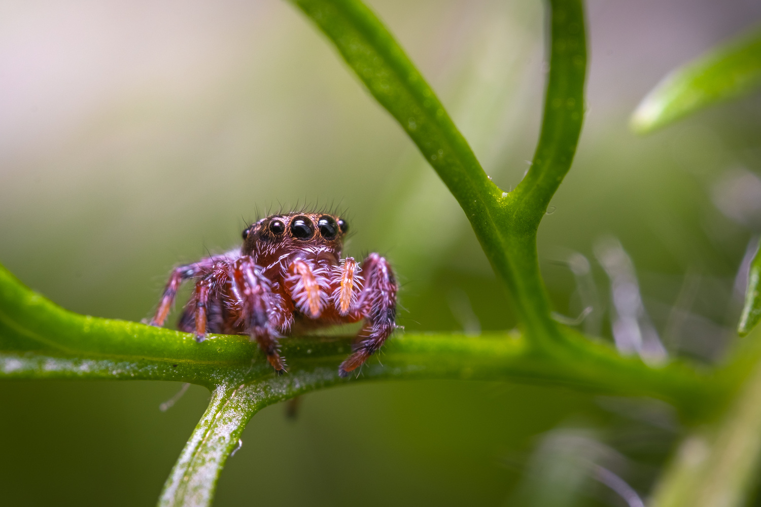 Spiderling on plant by Sellers Hill | Fstoppers