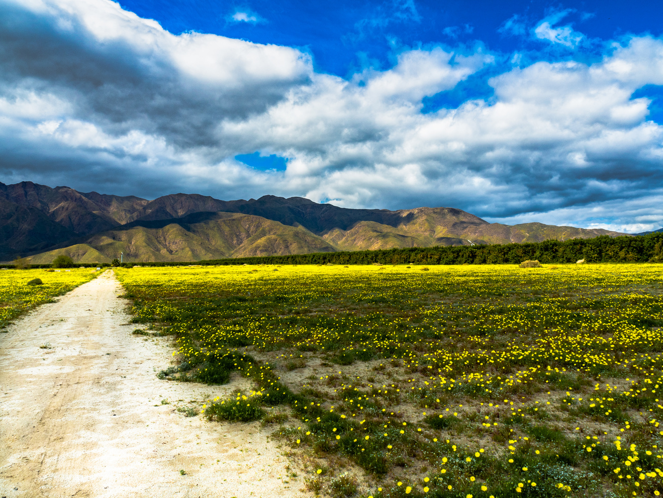Desert Bloom by Daniel Alvin | Fstoppers