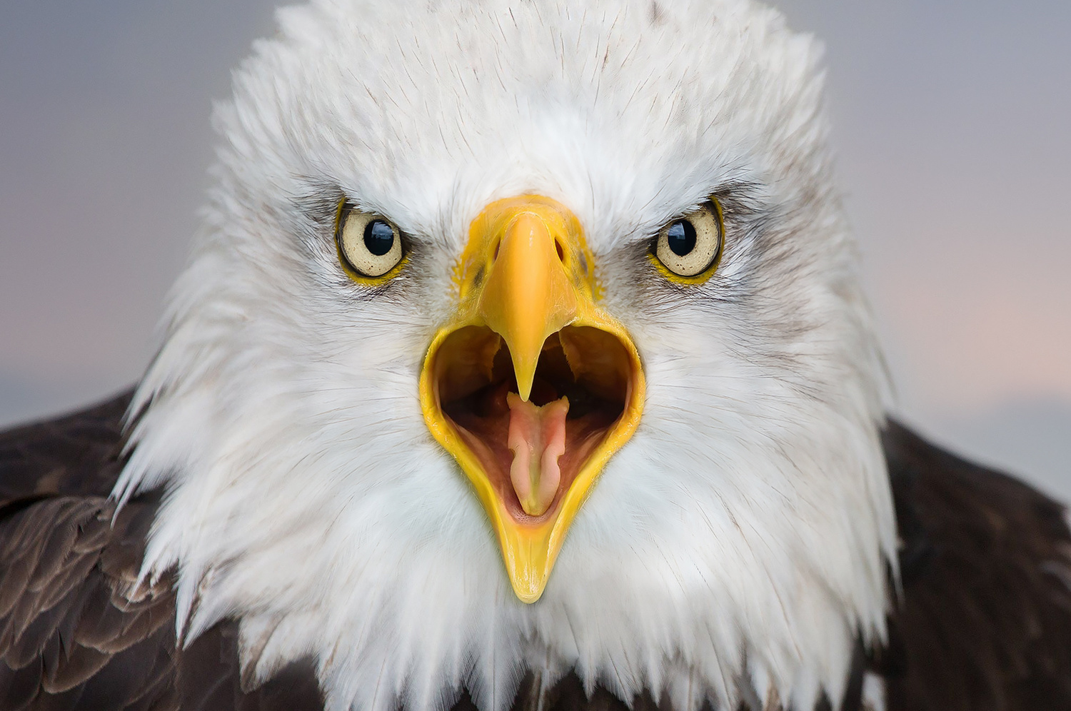 Mad Eagle - Kevin Plovie on Fstoppers