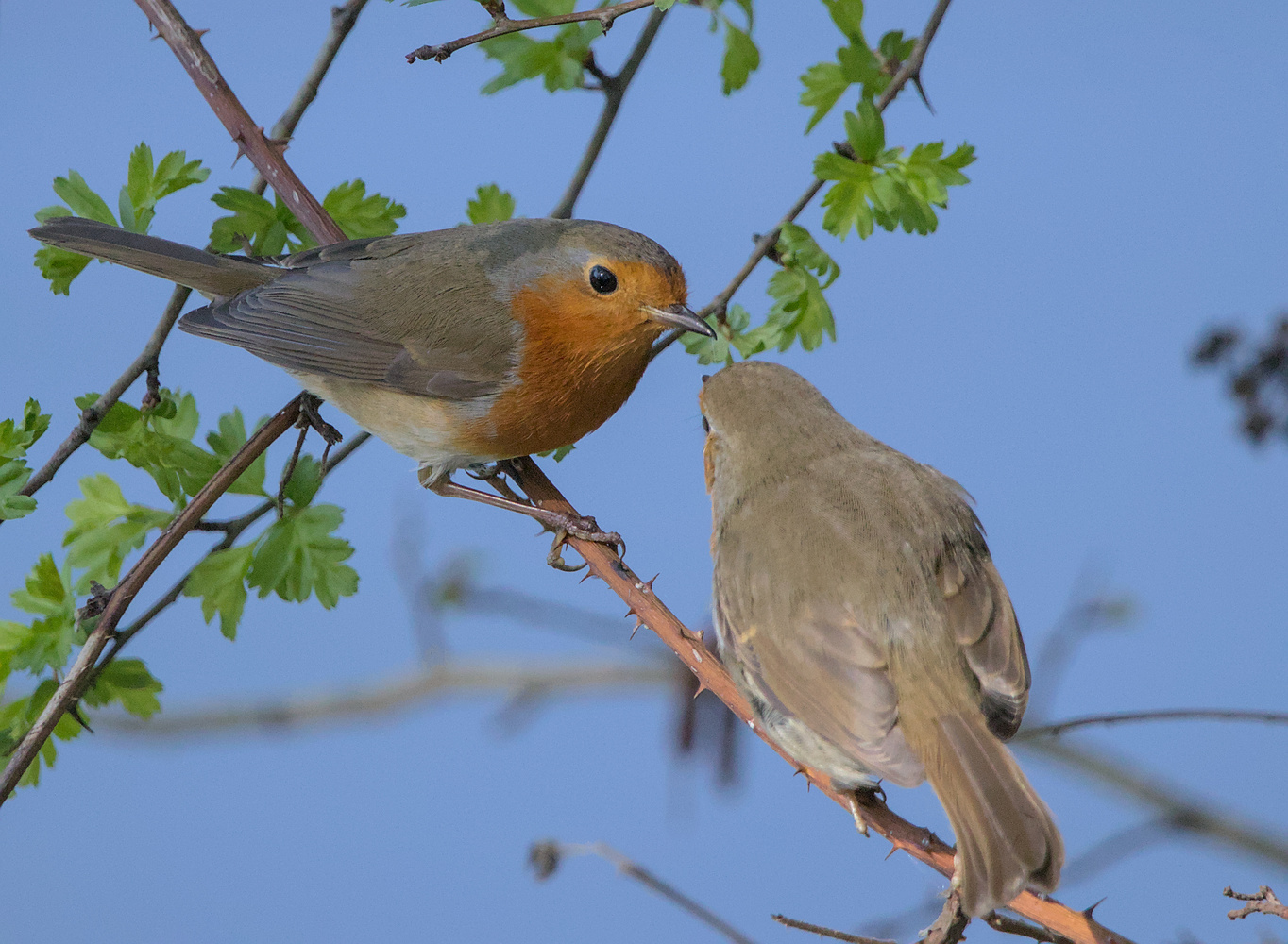 Kissing robins | Fstoppers