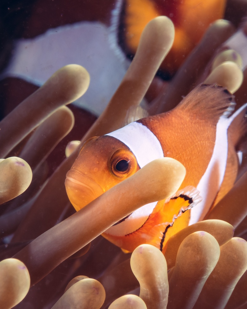 Orange delight - Alexander Springborn on Fstoppers