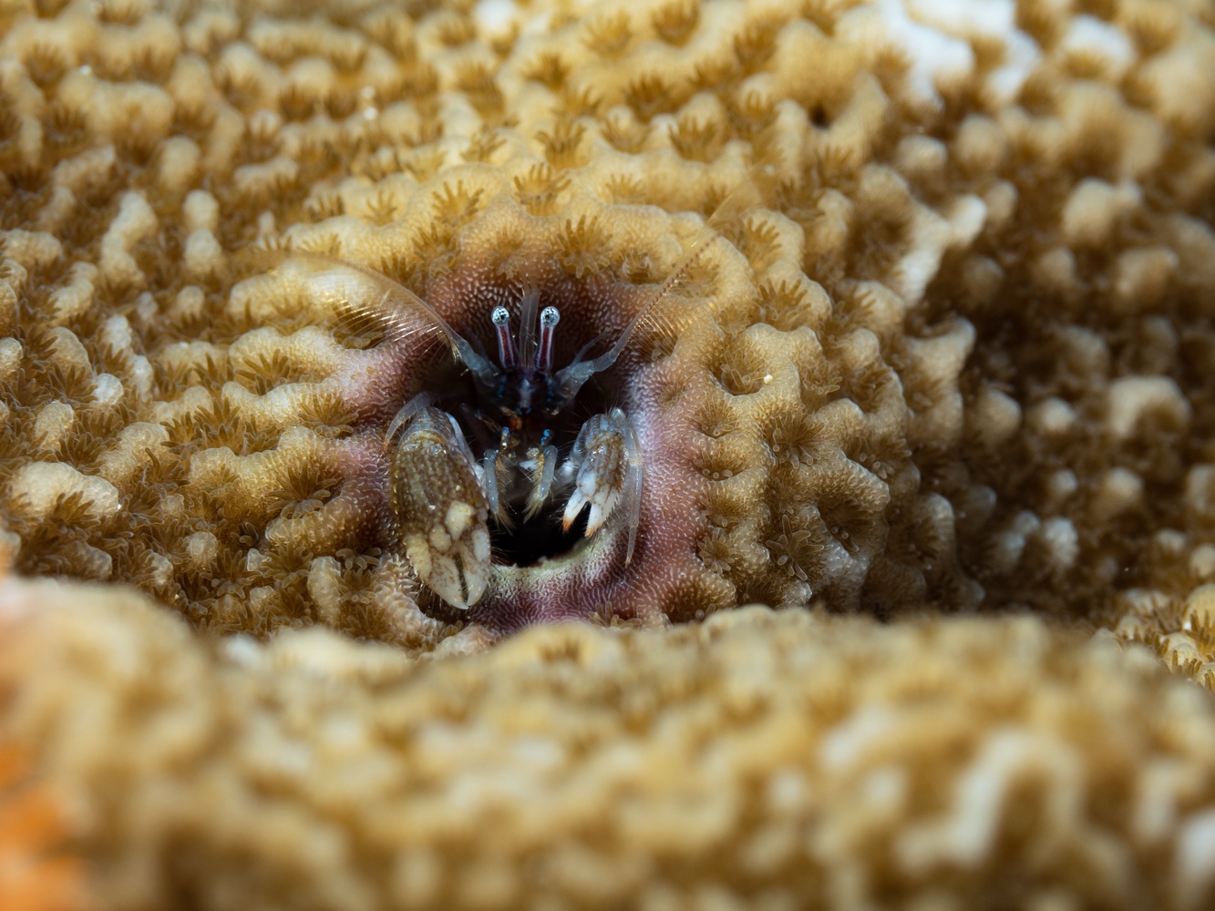 Critter cave - Alexander Springborn on Fstoppers