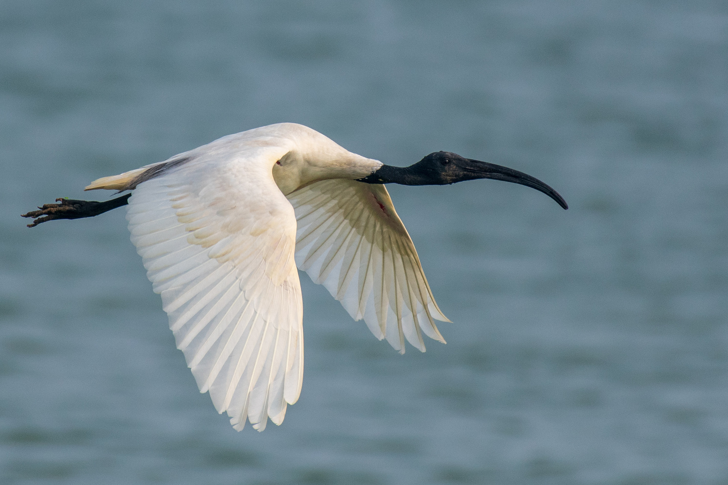 Black headed Ibis taking a flight early morning - Nagharajan R on Fstoppers