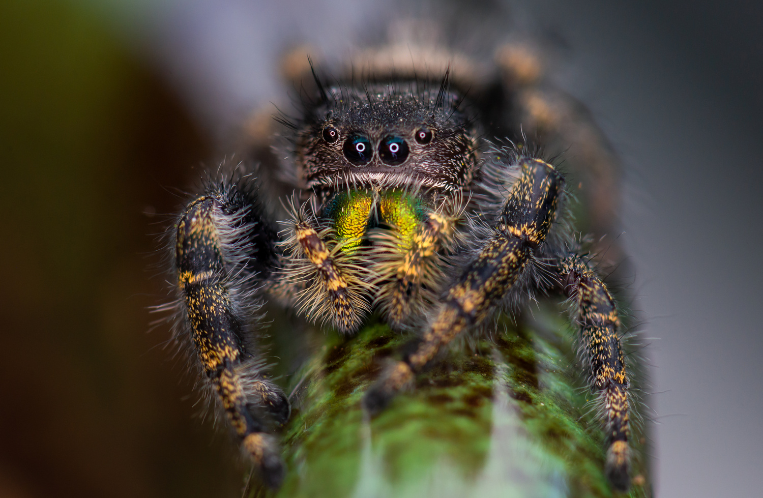 Jumping Spider in the Yard by Ryan Rees | Fstoppers