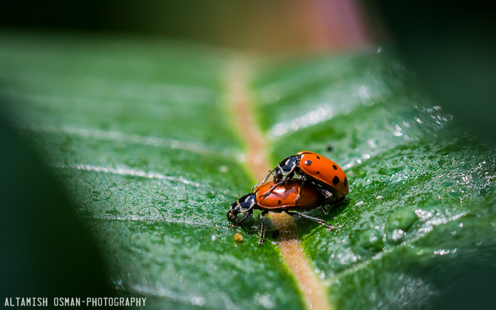 Spotted - Altamish Osman on Fstoppers