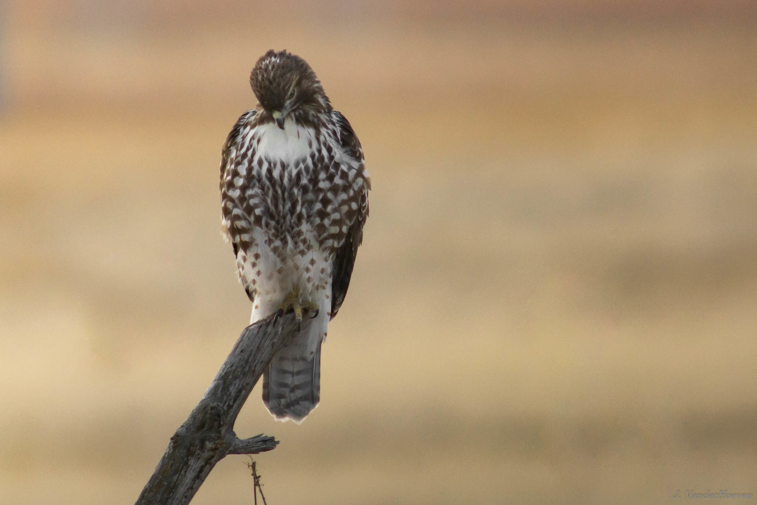 The Vigil - Coopers Hawk by Jake VanderHoeven | Fstoppers