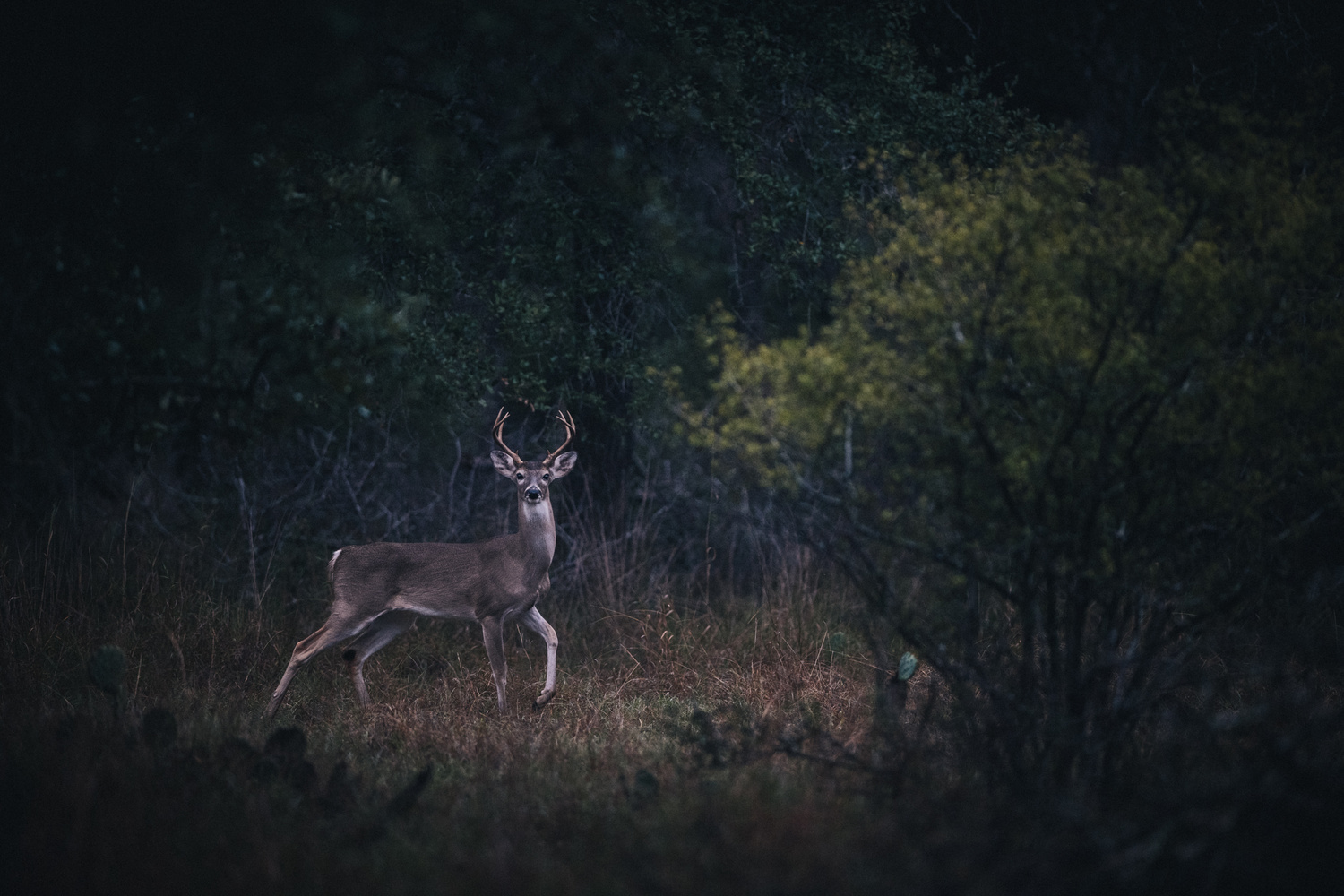 Buck posing - Joe Stroud on Fstoppers