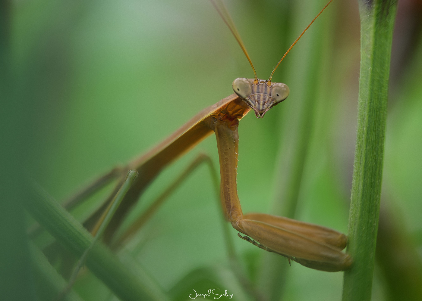 Mantis - Joe Svelnys on Fstoppers