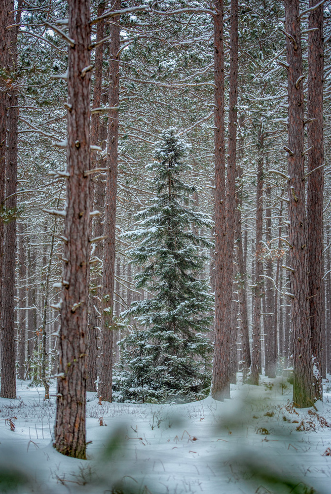 Snowing In The Pines - Bryan Mitchell on Fstoppers