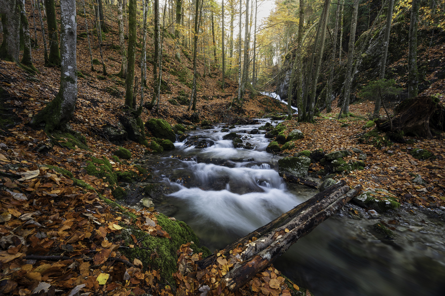 Nature Snake - Michael Bottari on Fstoppers