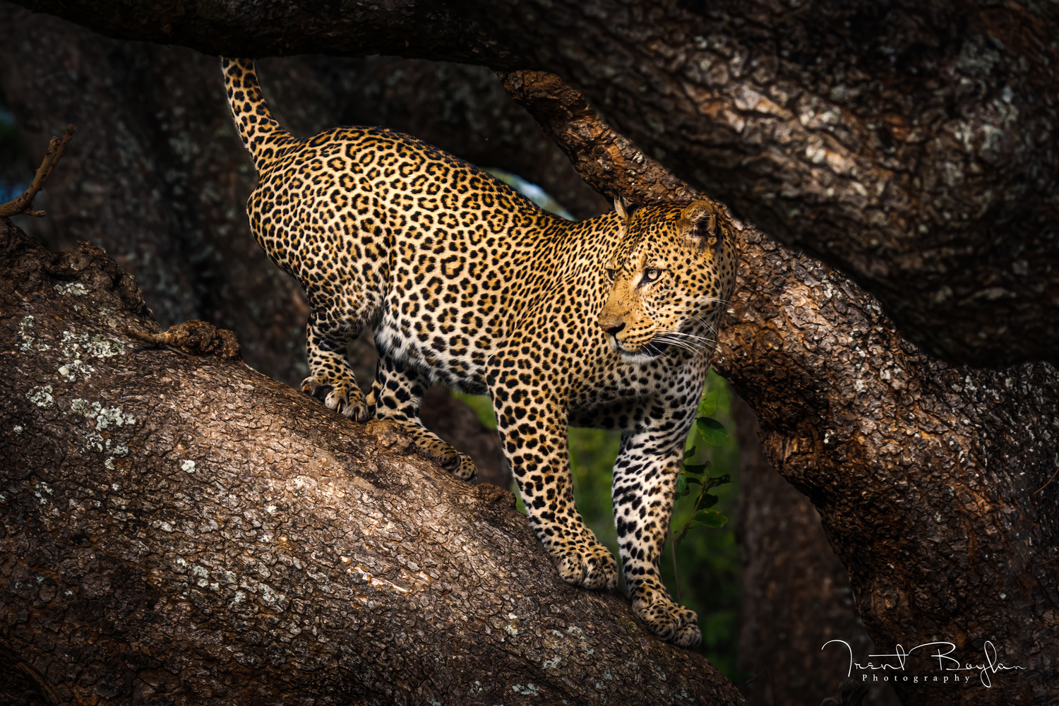 On The Prowl Trent Boylan On Fstoppers On The Prowl Trent Boylan On Fstoppers