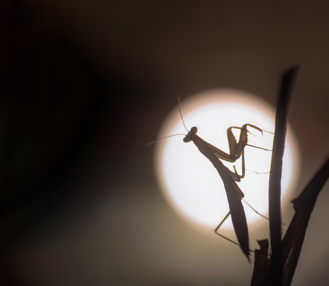 Tim Burton's Dream - Tiago Marques on Fstoppers