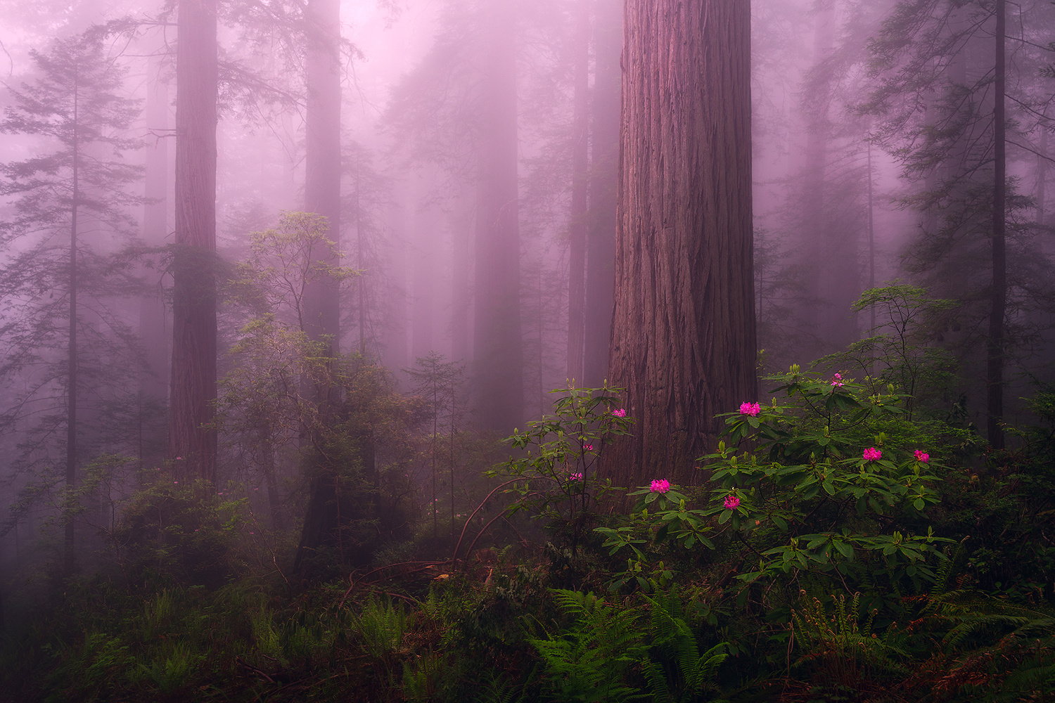 Enchanted Forest II - Yuriy Garnaev on Fstoppers