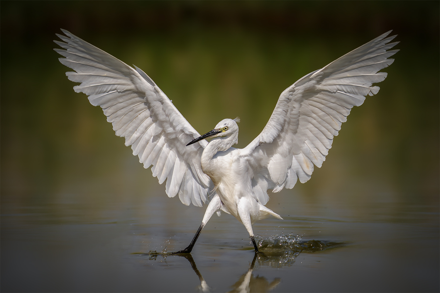Little Egret - Khalid Faraj Al Wdhaihi on Fstoppers