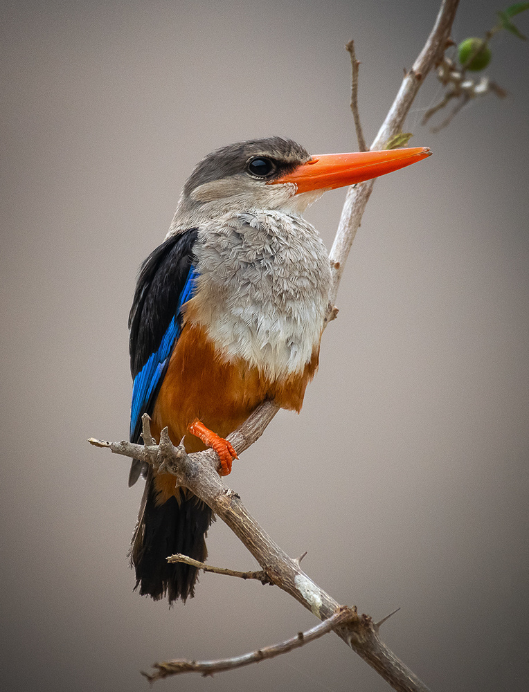 Grey-headed kingfisher - Khalid Faraj Al Wdhaihi on Fstoppers
