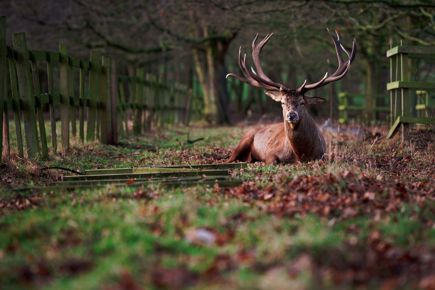 Stag - Thomas Wragg on Fstoppers