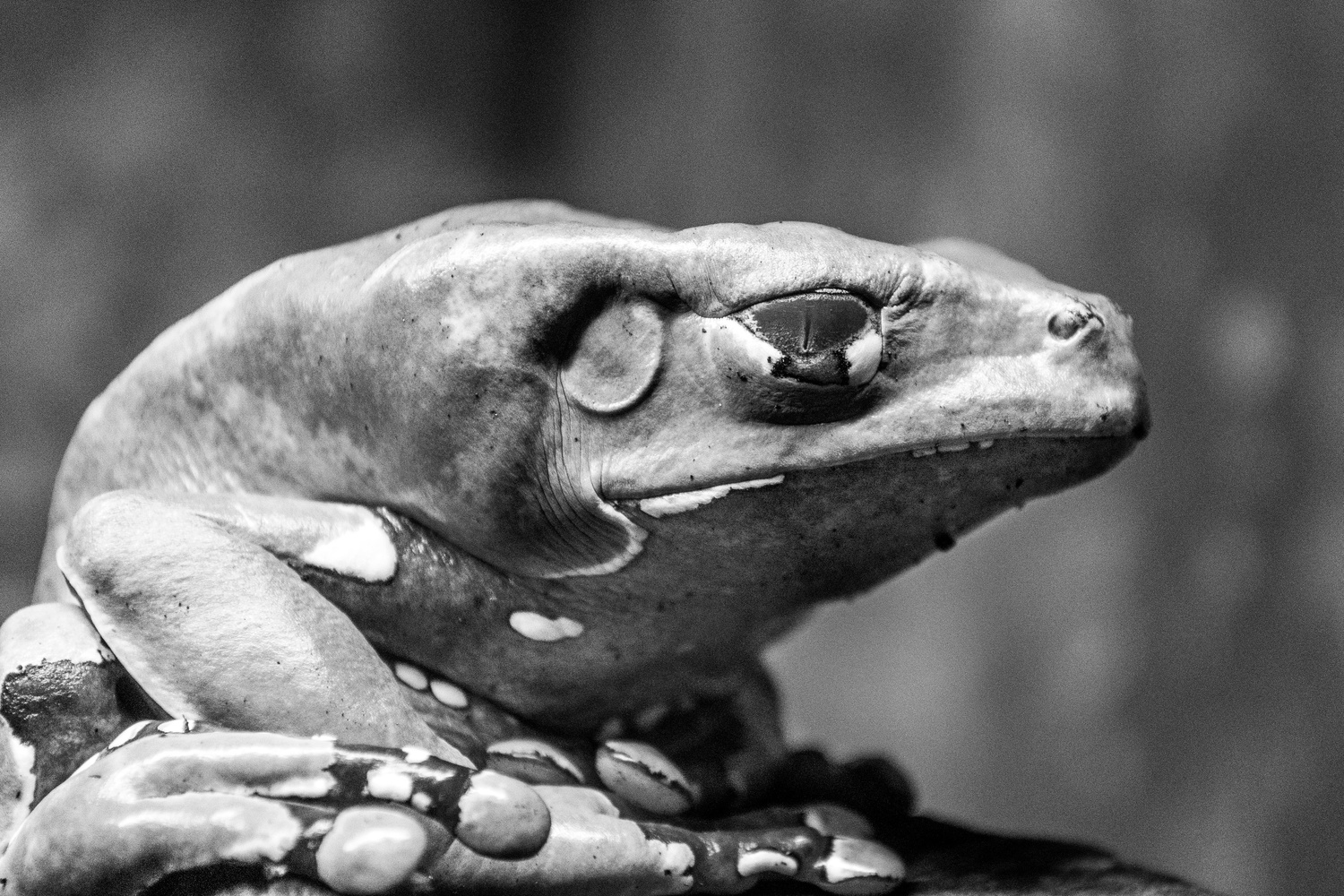 Sleep Frog - Jacob Pelley on Fstoppers