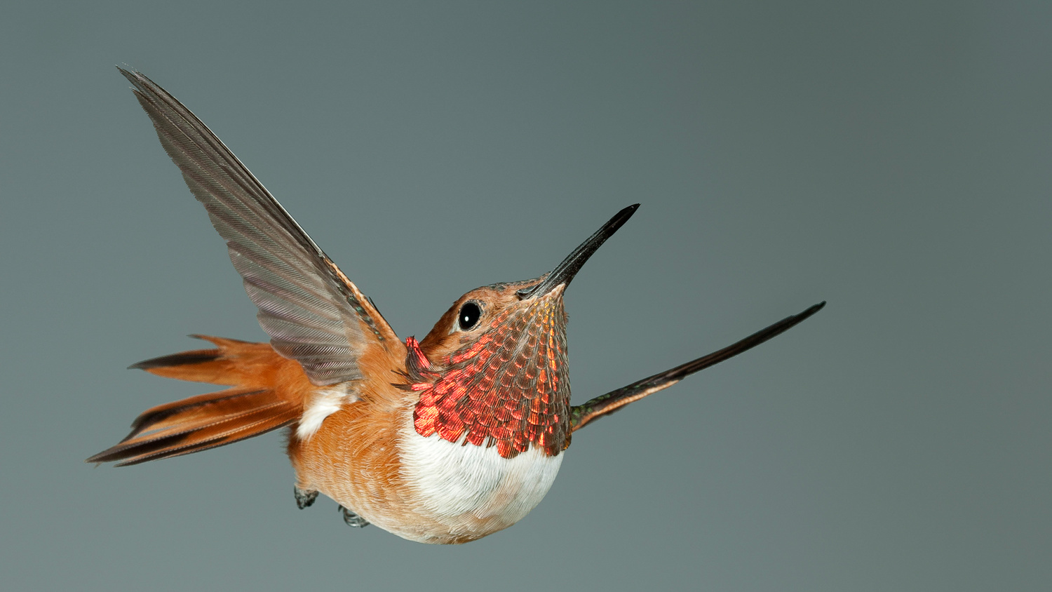 Rufous Hummingbird Head Up - Gregory Scott on Fstoppers