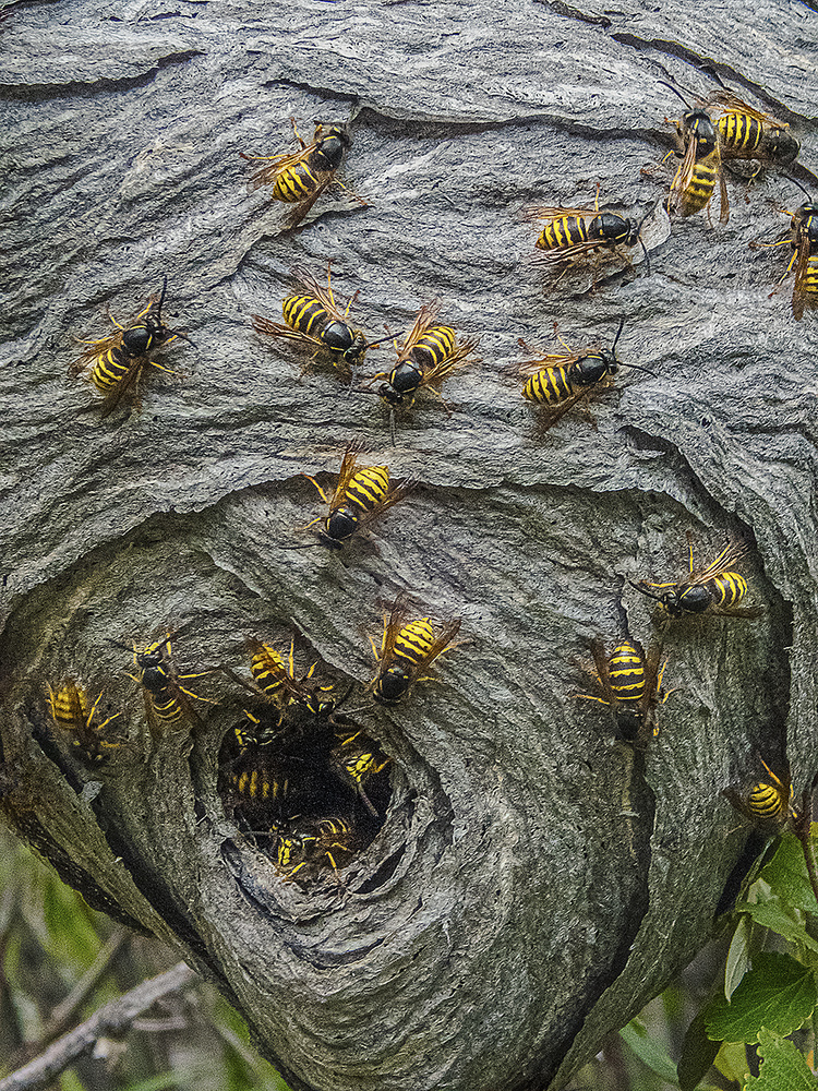 Yellow Jacket Hive - Paul Kister on Fstoppers