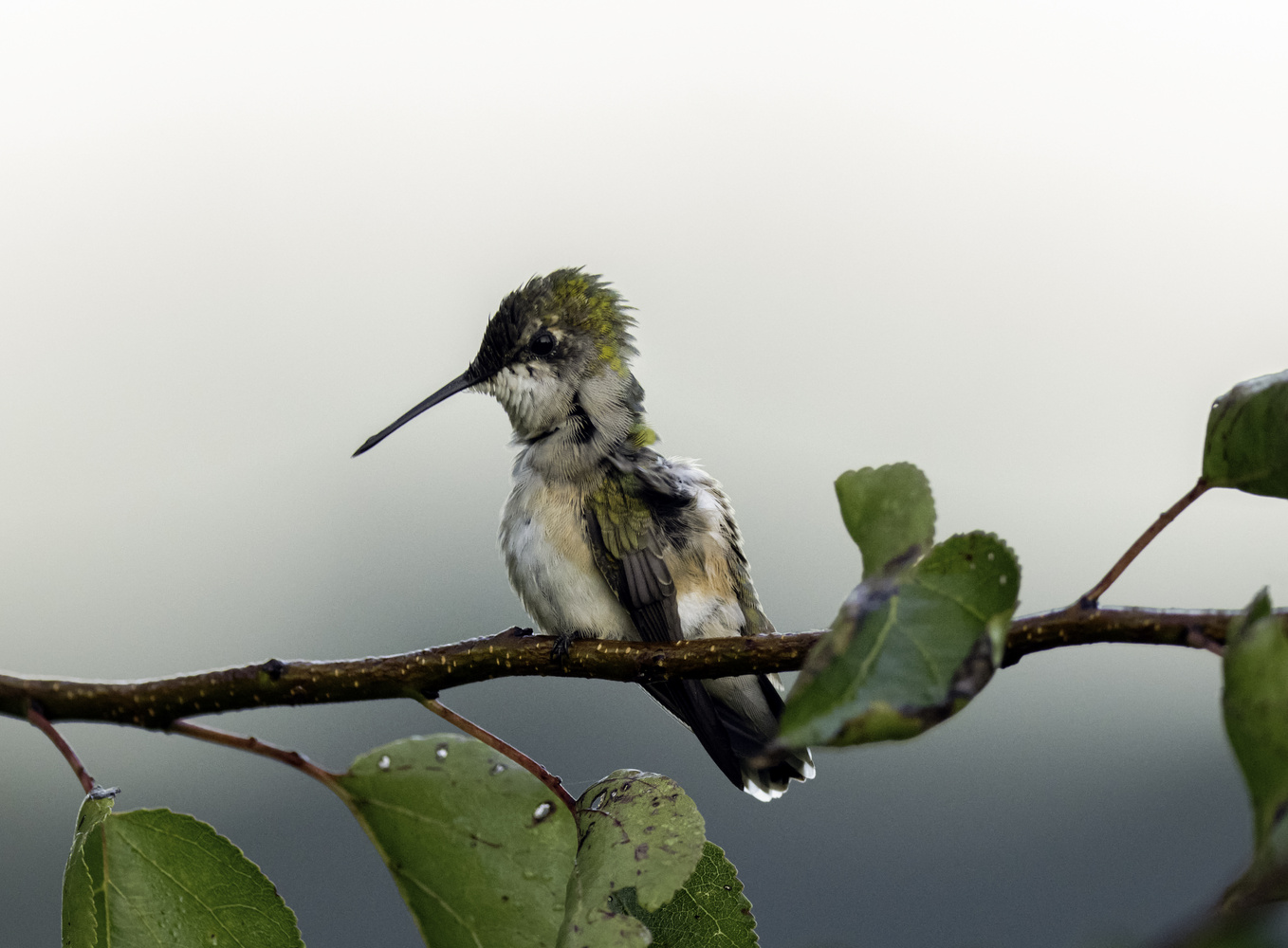 Hummingbird - Normunds Bartkevics on Fstoppers