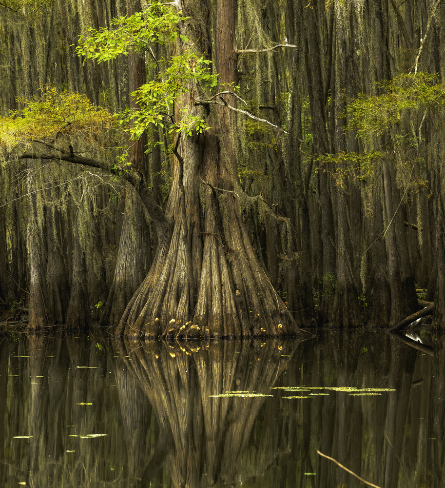 An ancient Bald Cypress tree at Caddo Lake Texas - Normunds Bartkevics ...