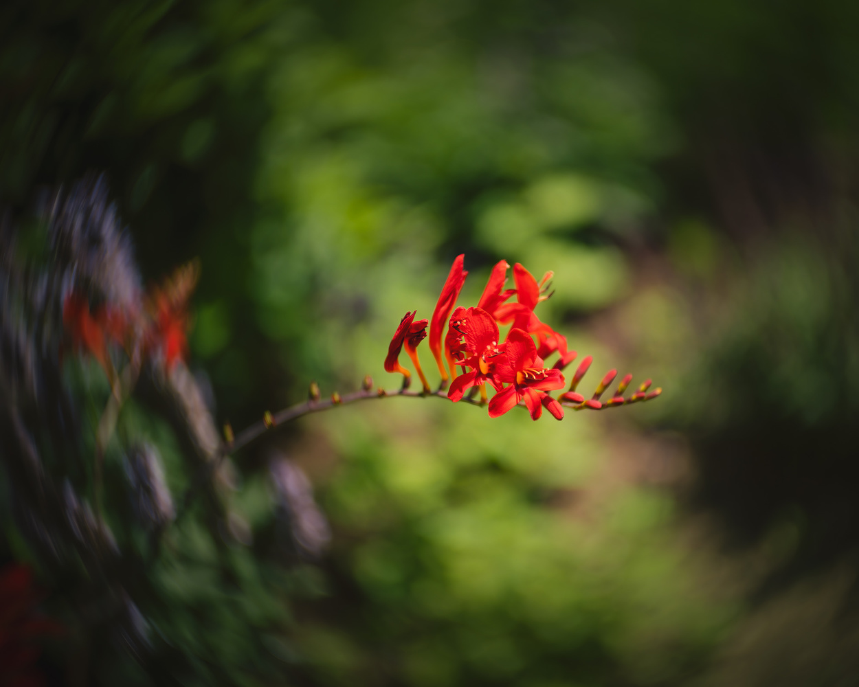 Flower by Skyler Ewing | Fstoppers