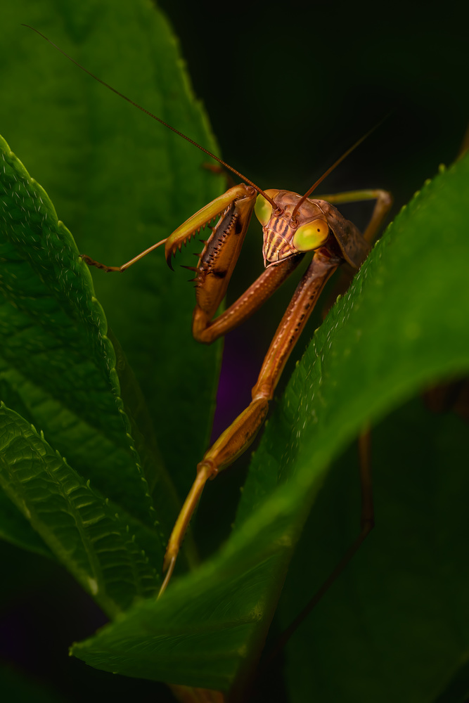 Praying mantis | Fstoppers