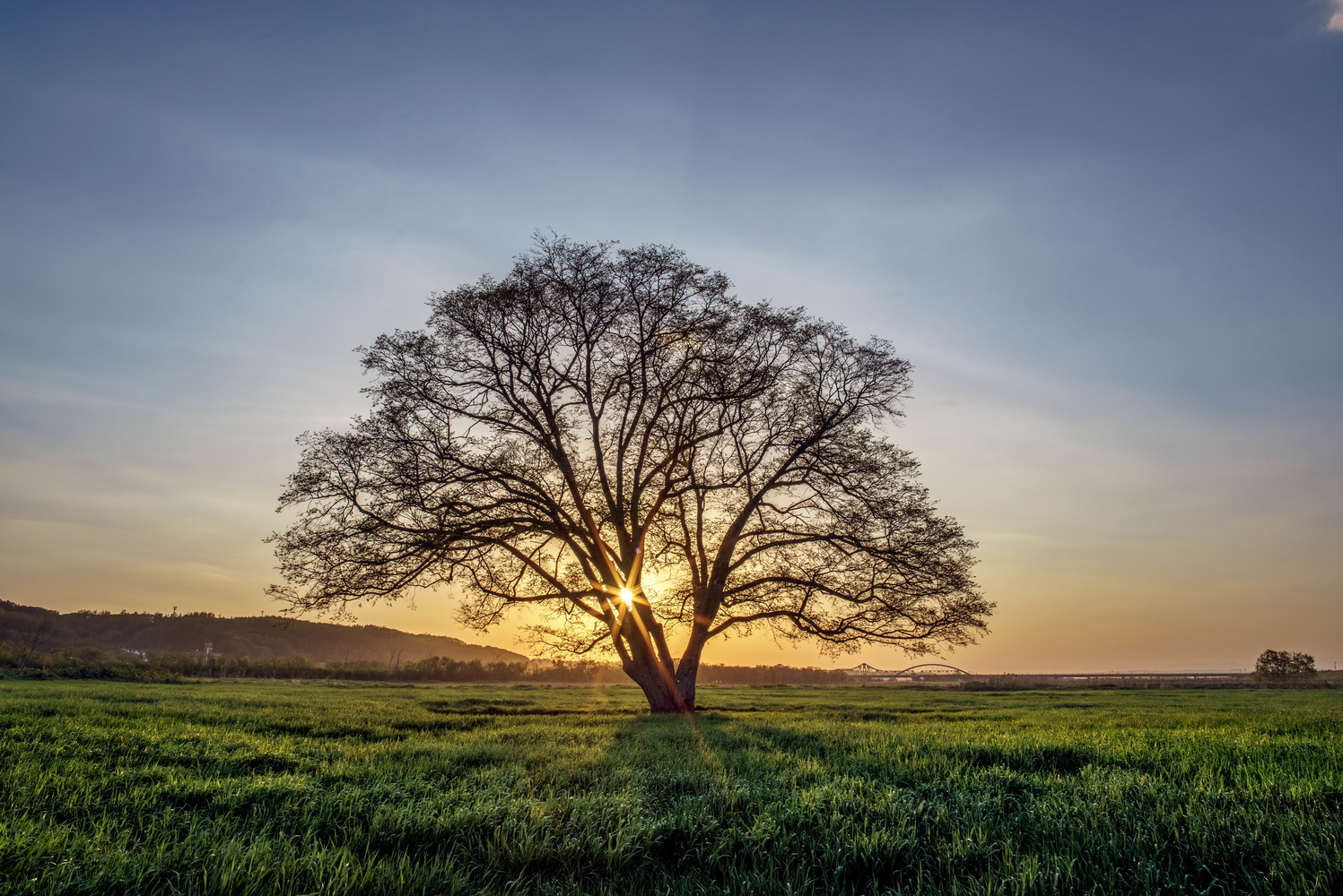 Harnile Tree - Roy Iwasaki on Fstoppers