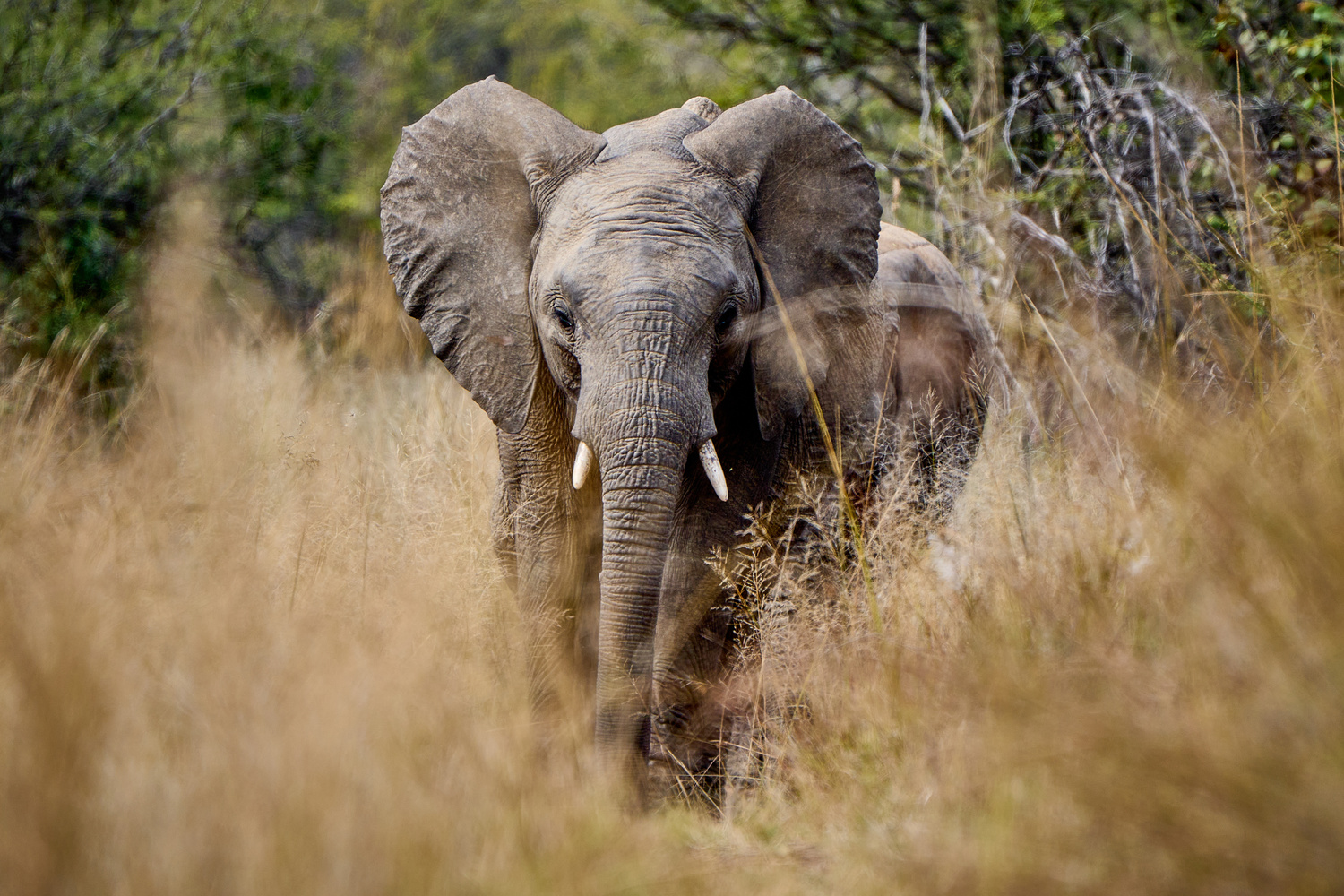 Elephant alley - Josh Tomsha on Fstoppers