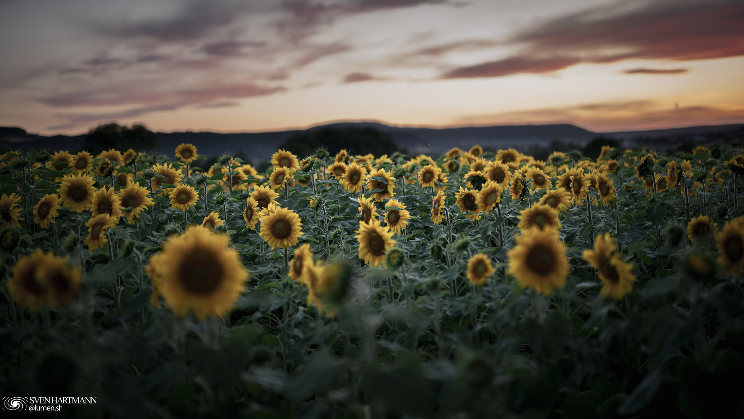 sunflower by sven hartmann | Fstoppers