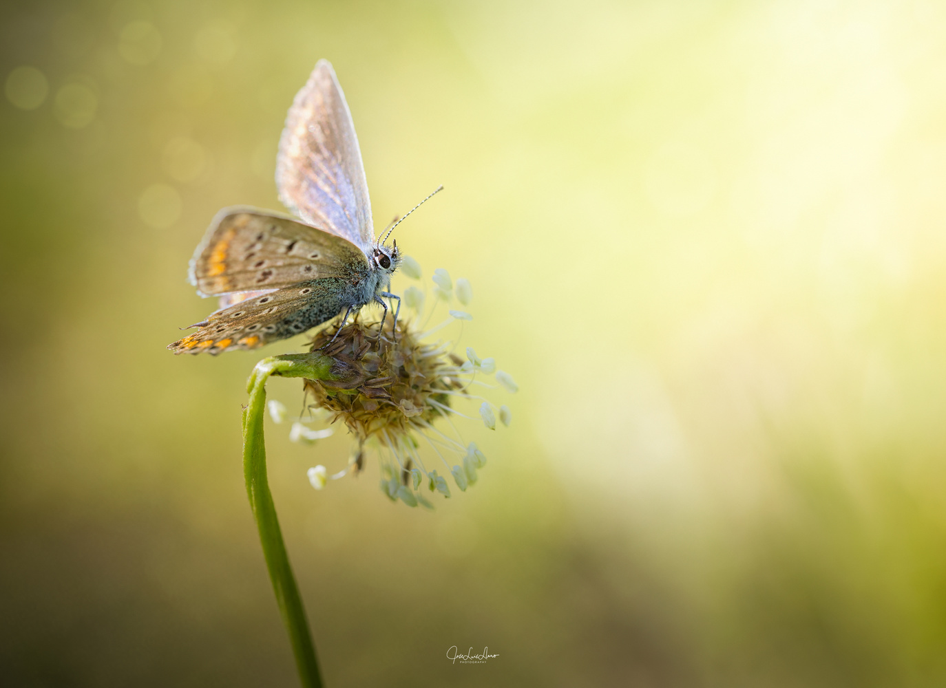 Lady butterfly by Jose Luis Llano | Fstoppers