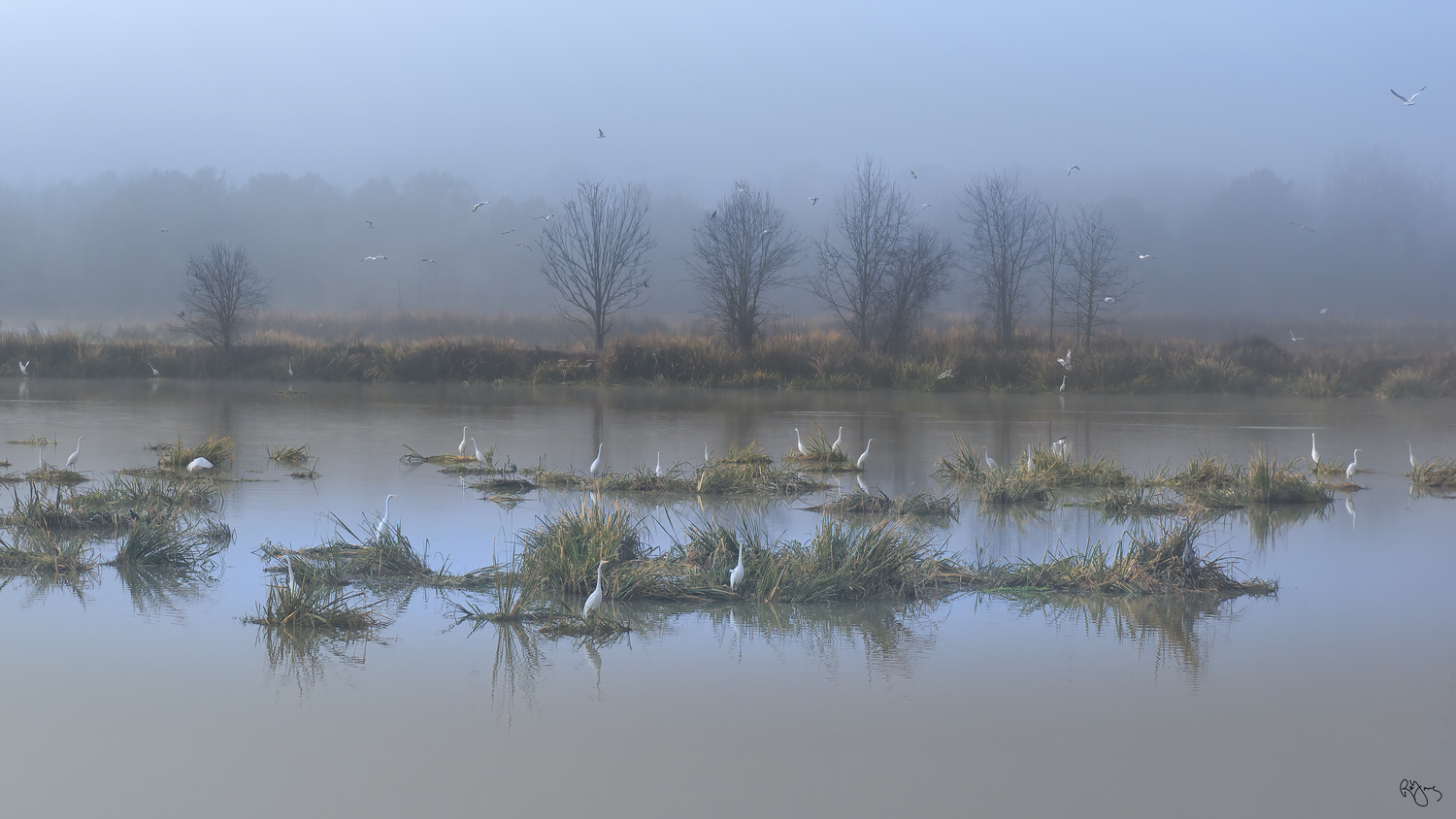 Great Egrets - Roy Gipson Young on Fstoppers